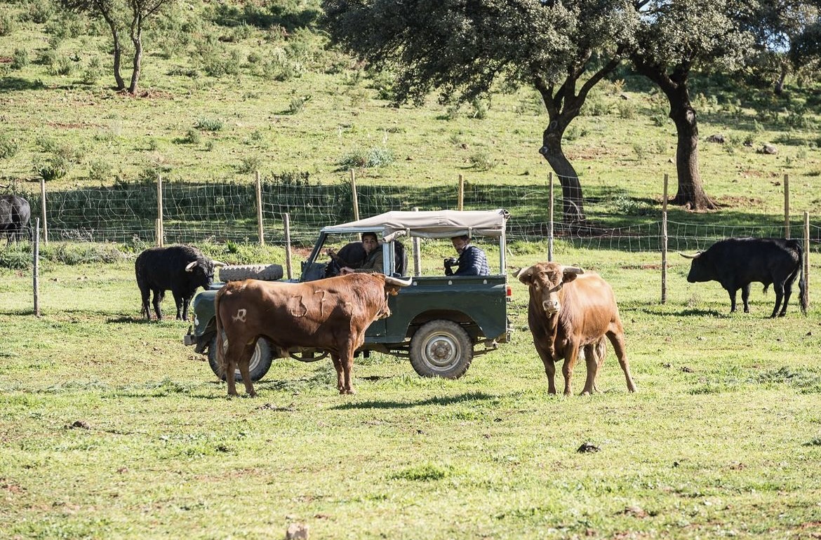 Clase de toreo privada y visita a una ganadería de toros de lidia ...