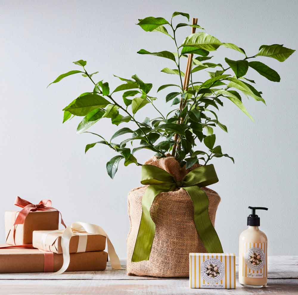 Activities, Tours, Attractions, Things To Do in Your City - Xoxoday