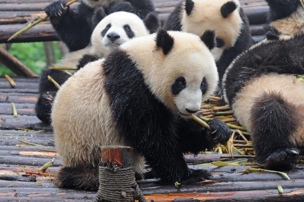 Tour | Grand Tour of China | Tui China | 247041